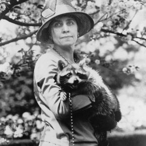 HOLY COW! HISTORY: Cal Coolidge’s Crazy Coon - NH Journal