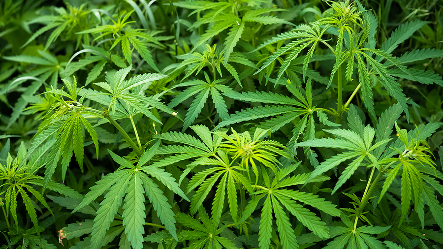 HOMOLA: Sununu Stepping Into Marijuana Minefield - NH Journal